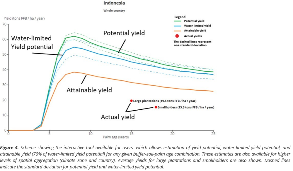 Productivity for sustainability in Oil Palm | About those palms